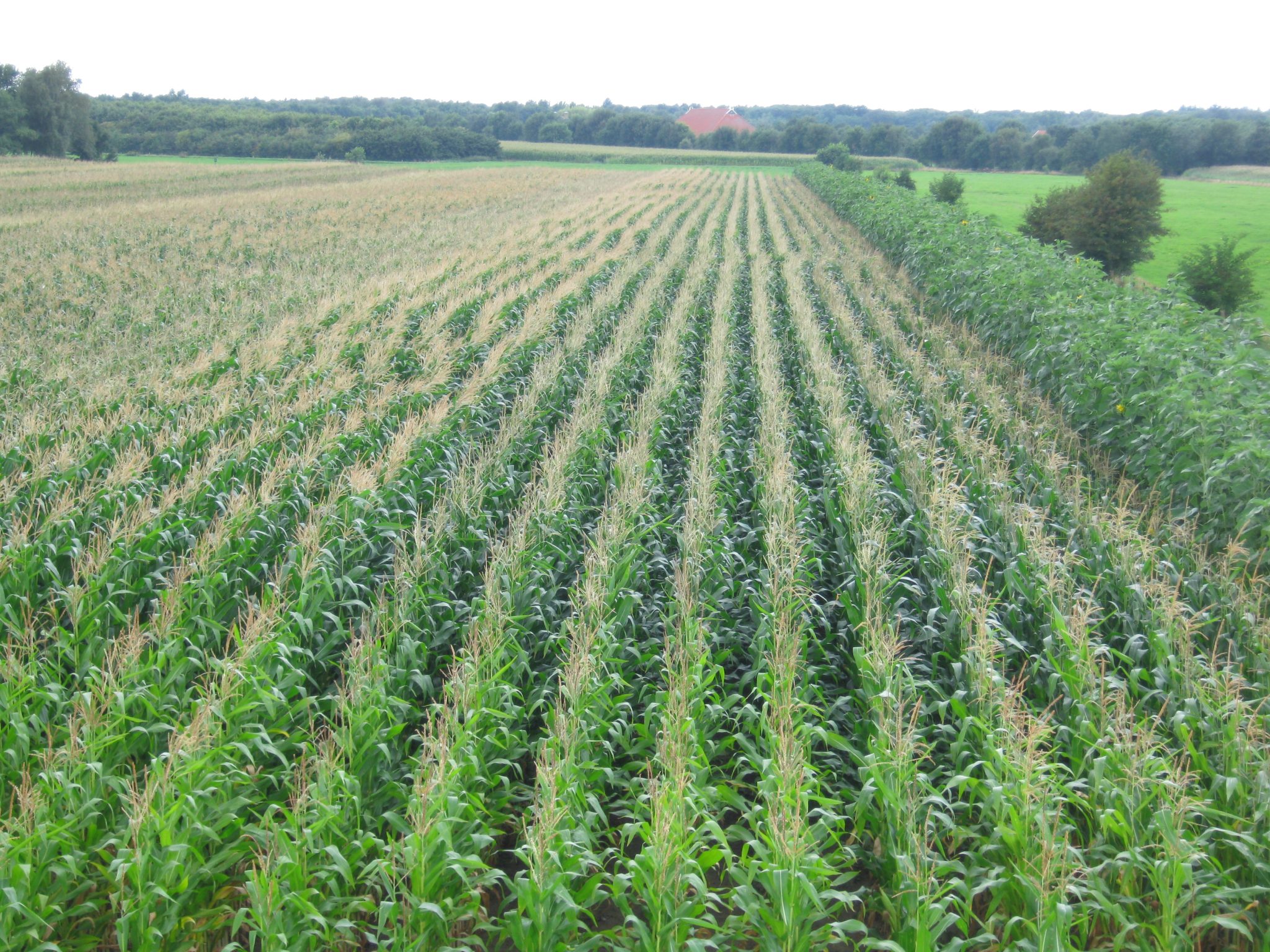 Dé groothandel voor groen grond en infra producten - BUMA handel
